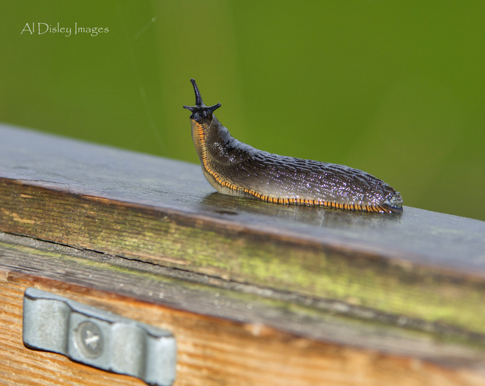 Wallpaper : creature, nature, reflection, rain, wildlife, snail, slug ...