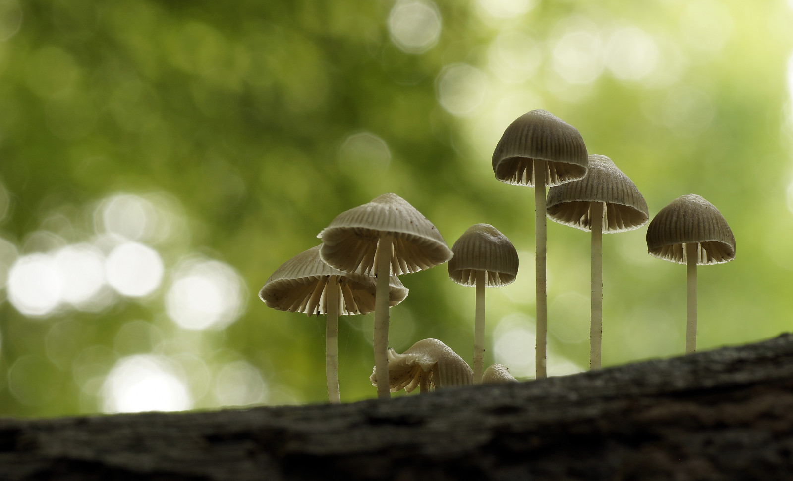 Wallpaper : jamur, bokeh, beyondbokeh 4273x2597 - - 938166 - HD ...