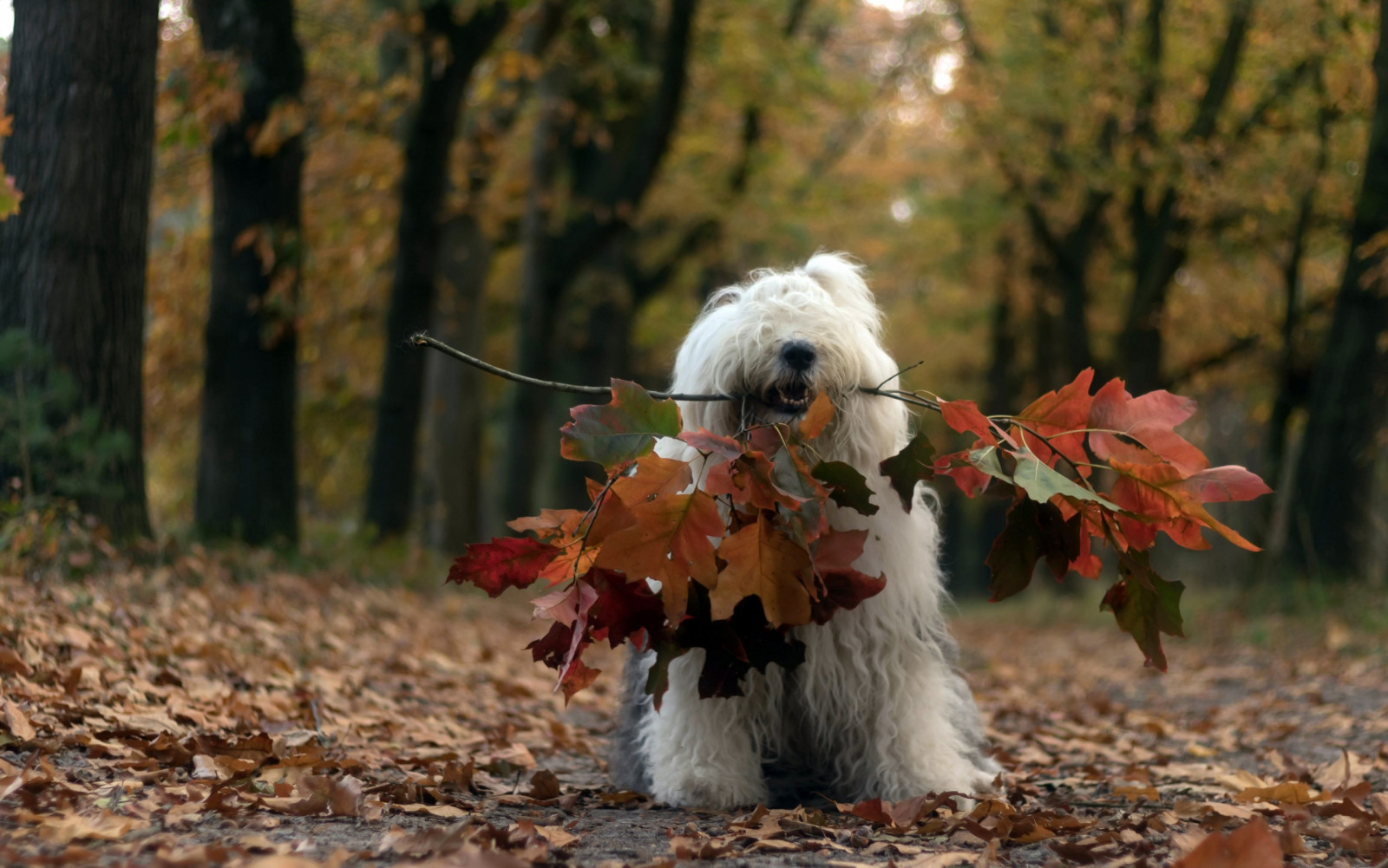 Wallpaper : 2560x1602 px, animals, dog, fall, leaves 2560x1602 - wallup ...
