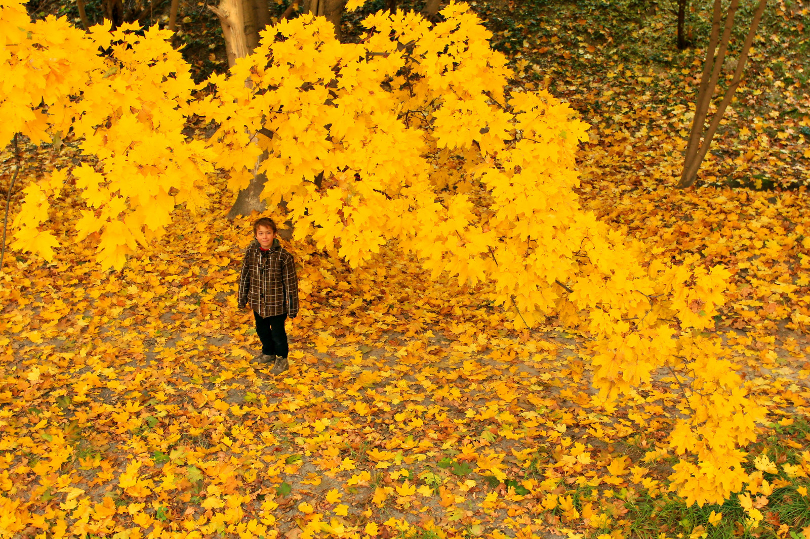 Obrázky na plochu : park, november, parque, jeseň, stromy, svetlo ...