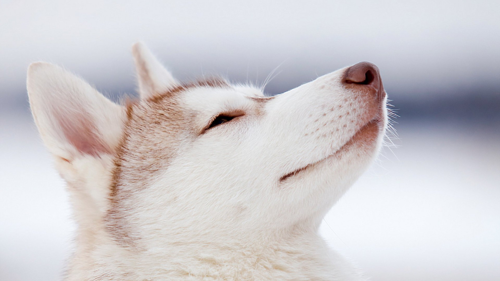 Obrázky na plochu : 1920x1080 px, zviera, roztomilý, pes, psi ...