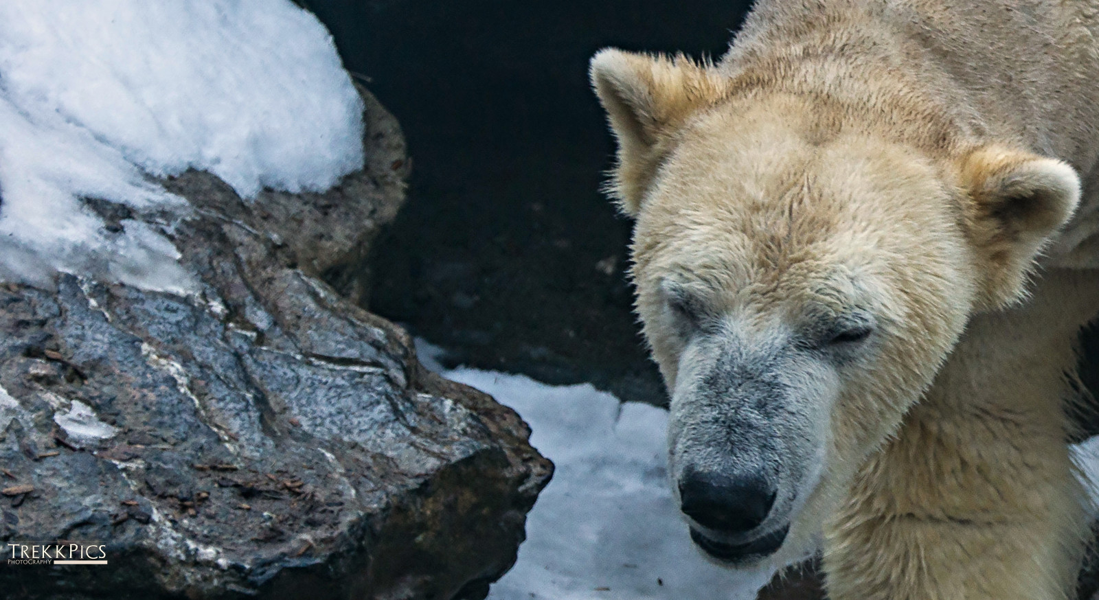 Wallpaper : snow, winter, Germany, wildlife, bar, Berlin, Grizzly bear ...