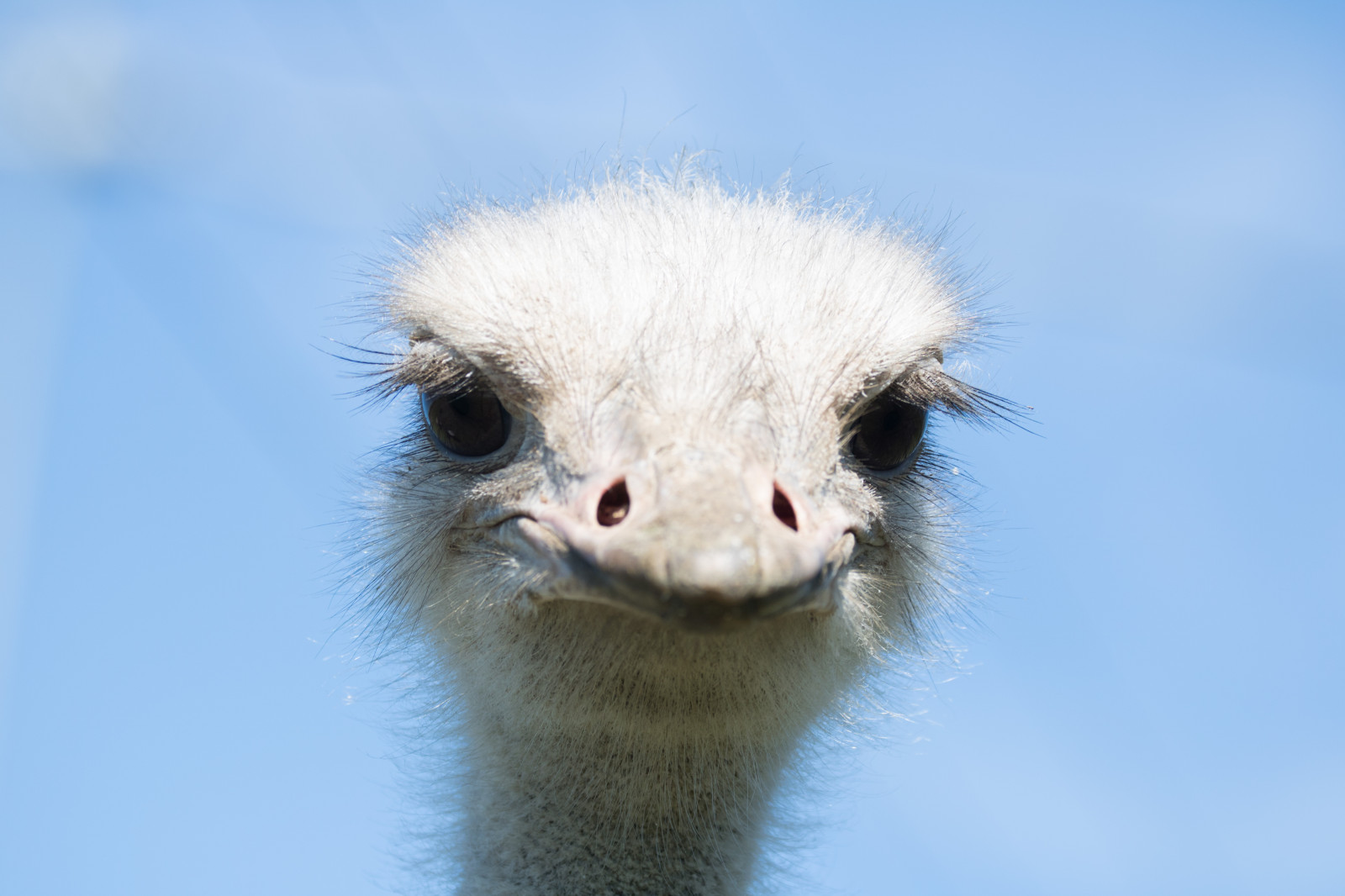 Sfondi : Zoo, becco, struzzo, animale, djur, modello canoneos760d exif ...