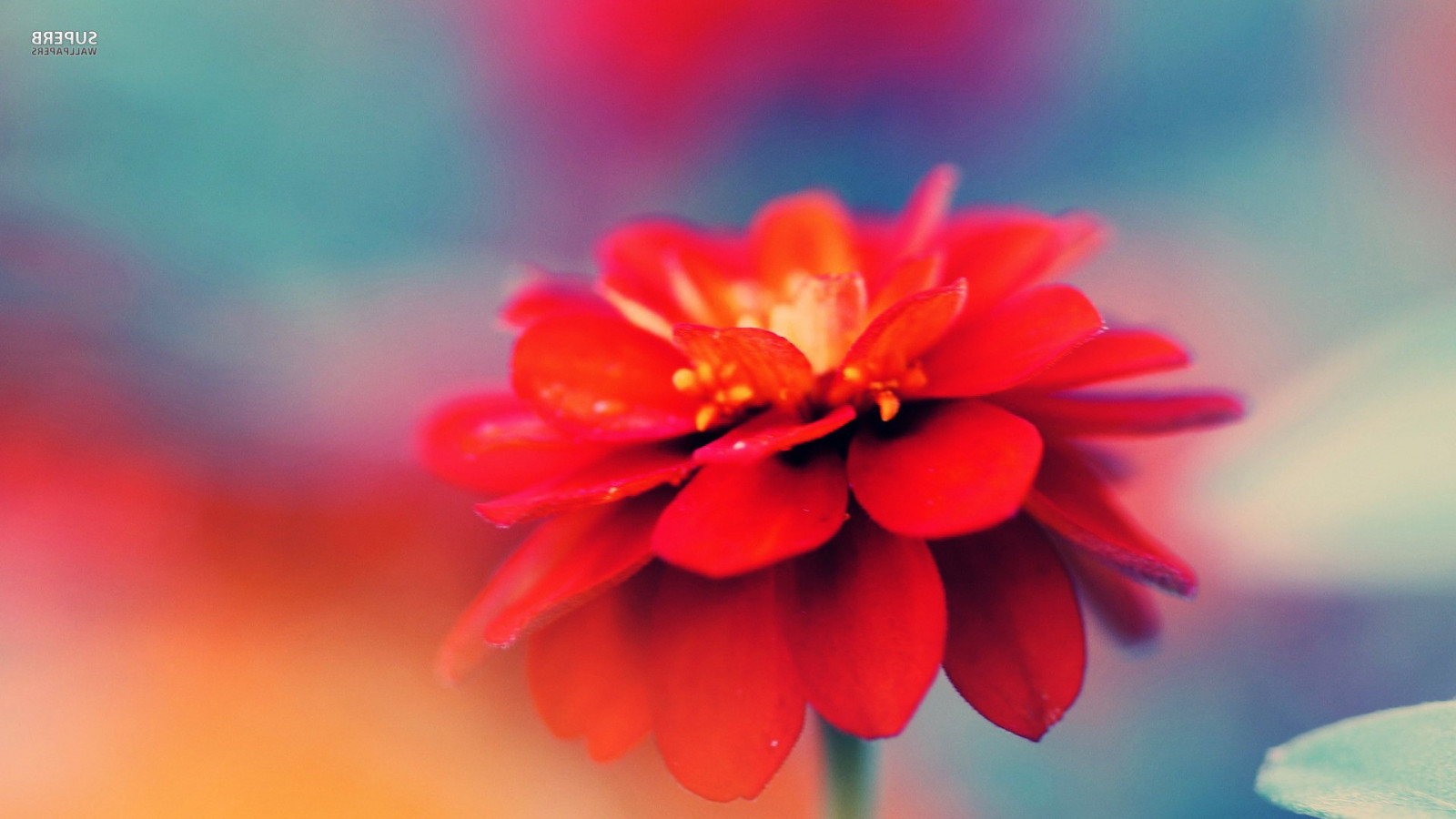 Wallpaper : 1920x1080 px, macro, nature, red flowers 1920x1080 ...