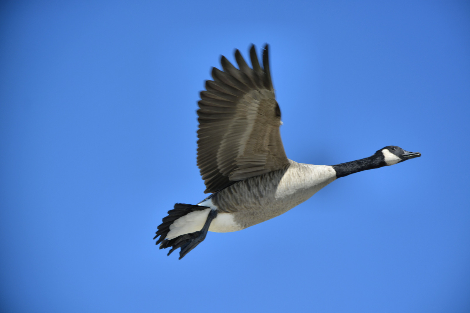 Wallpaper : sky, flying, wildlife, duck, goose, beak, Flight, feather ...