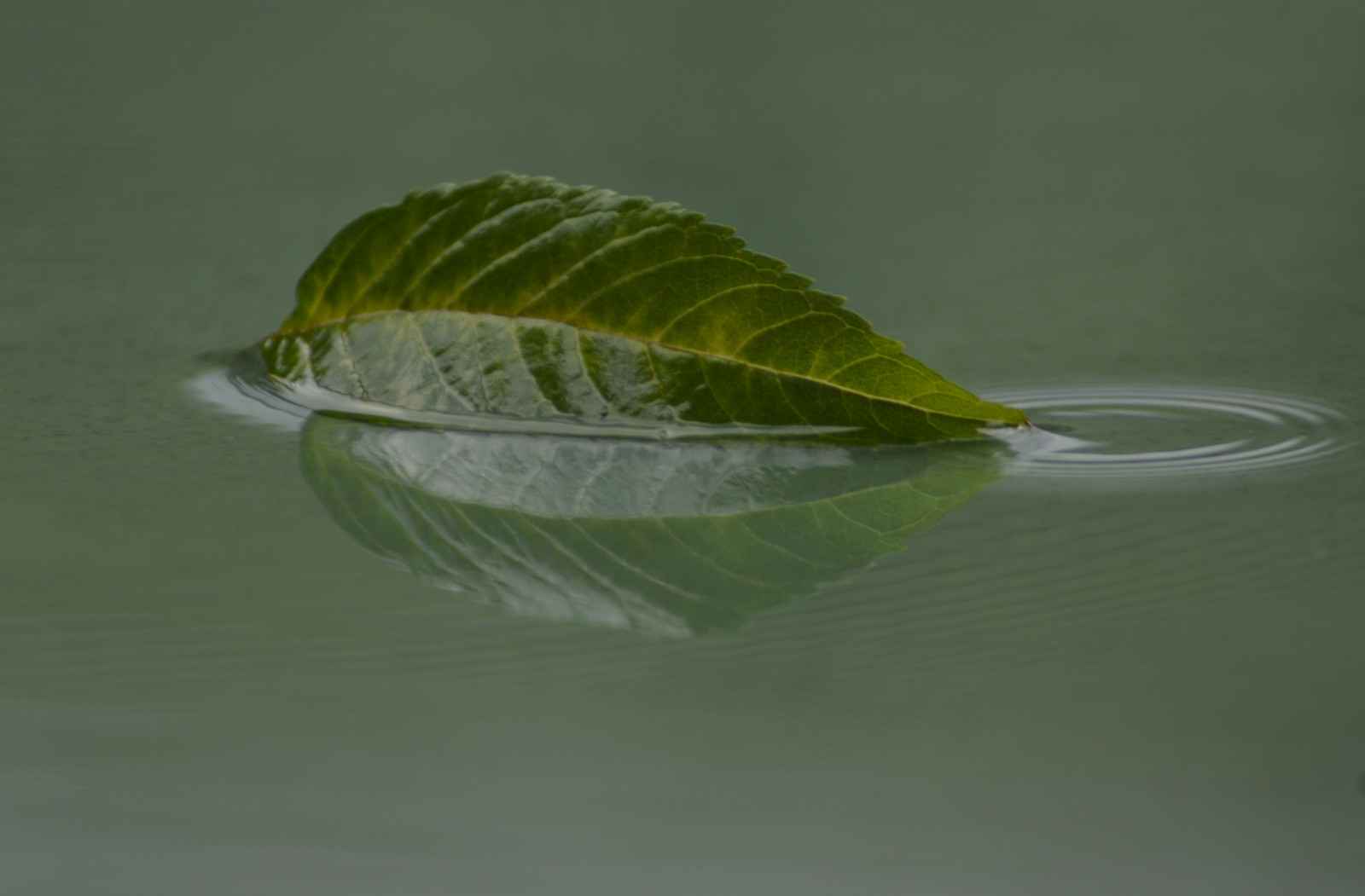Wallpaper : abstract, ART, natural, nature, rain, leaf, reflection ...