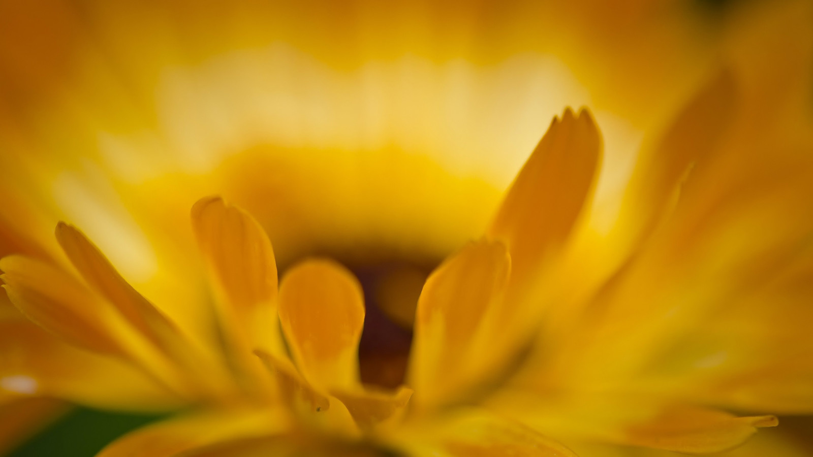 Wallpaper : sunlight, yellow, petals, blossom, flower, flora, petal ...