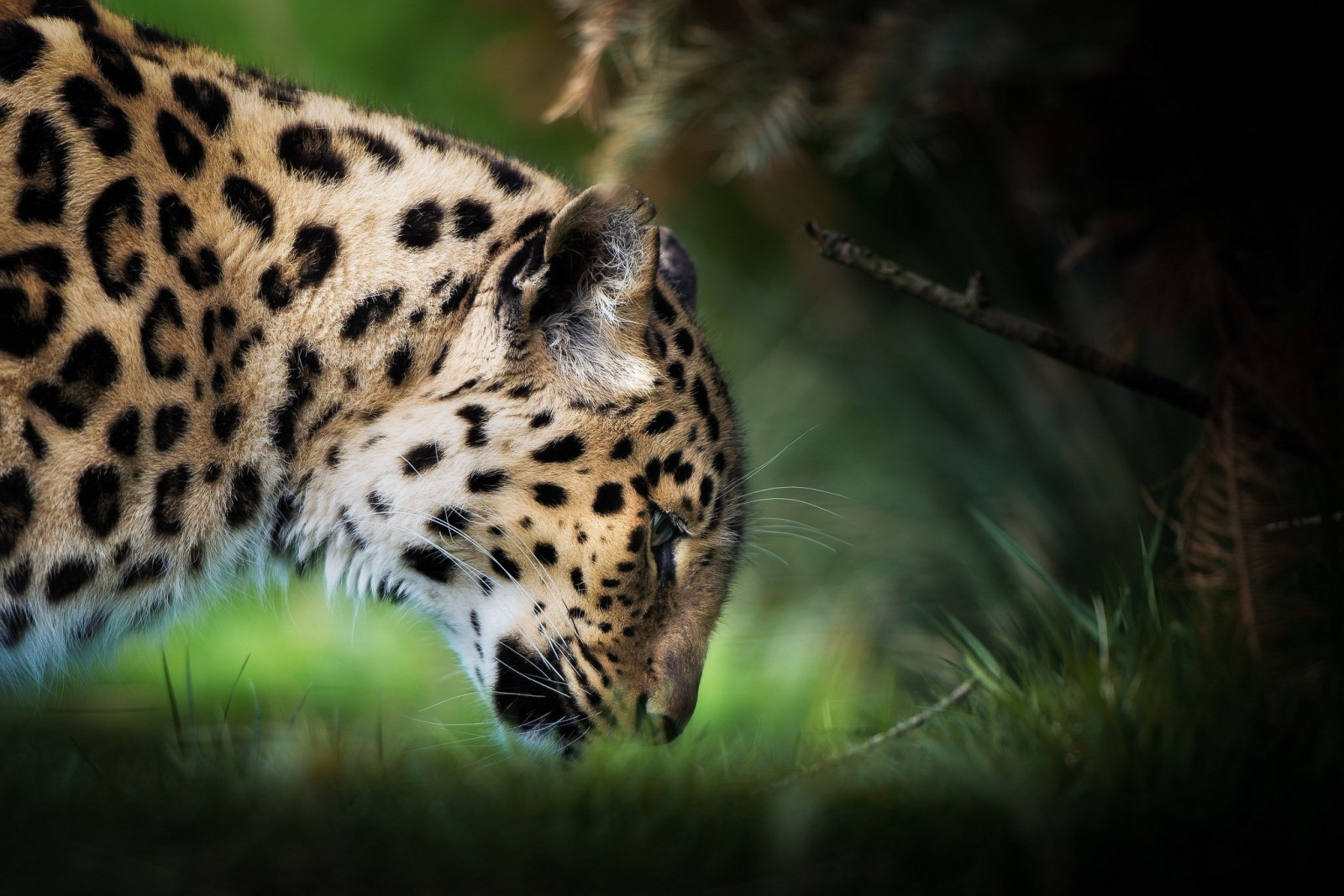 Sfondi : 2048x1367 px, animali, capo, leopardo 2048x1367 - wallbase ...