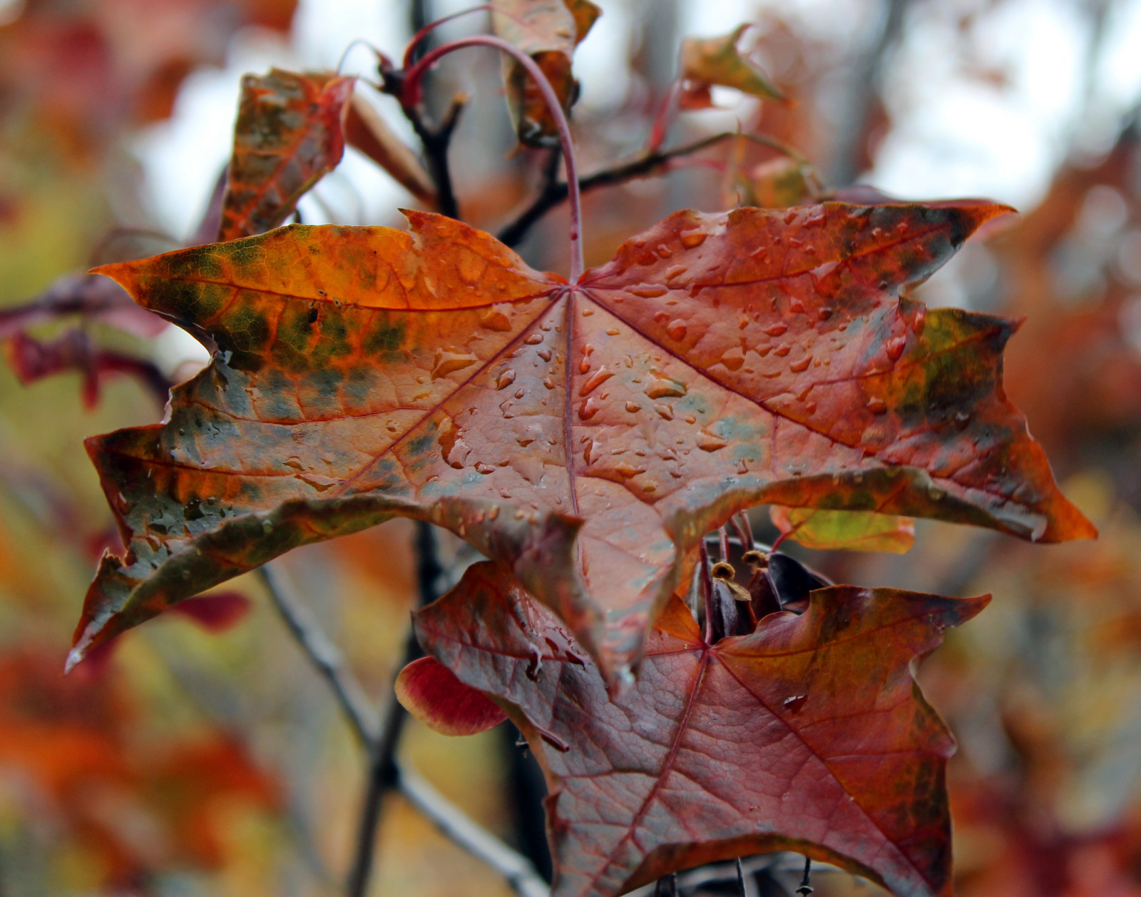 Wallpaper : autumn, color, fall, leaf 3763x2958 - - 809648 - HD ...