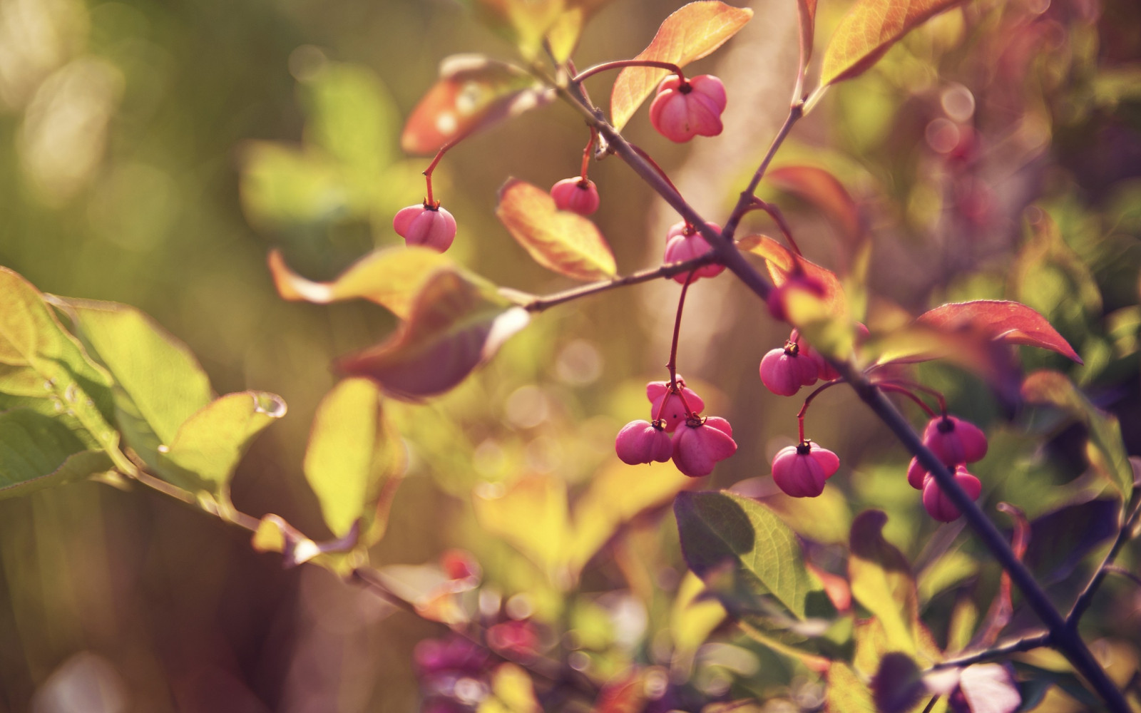 Wallpaper : ranting, Daun-daun, berry, bunga-bunga 2560x1600 ...