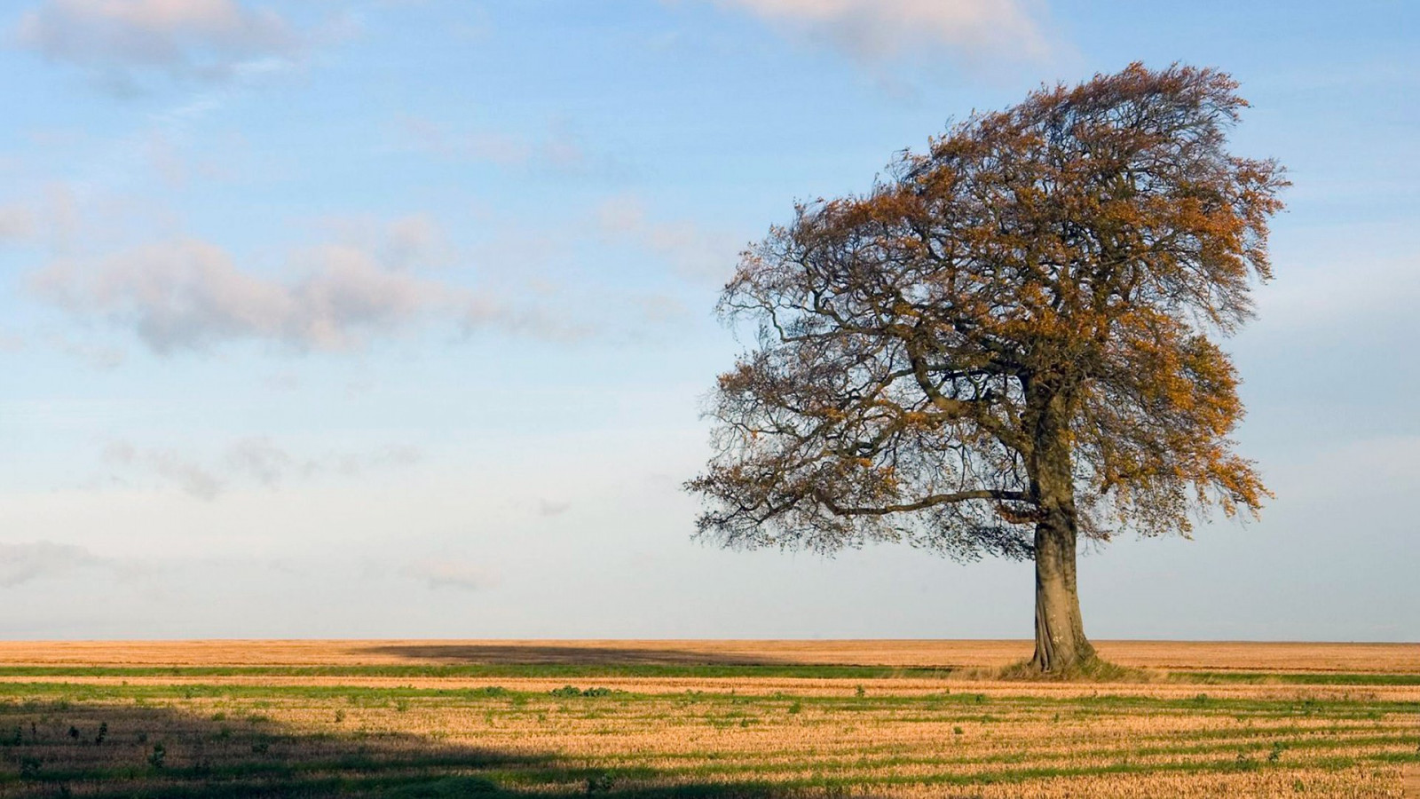 Trees And Sky Background Sky Tree Images Free Download On Freepik
