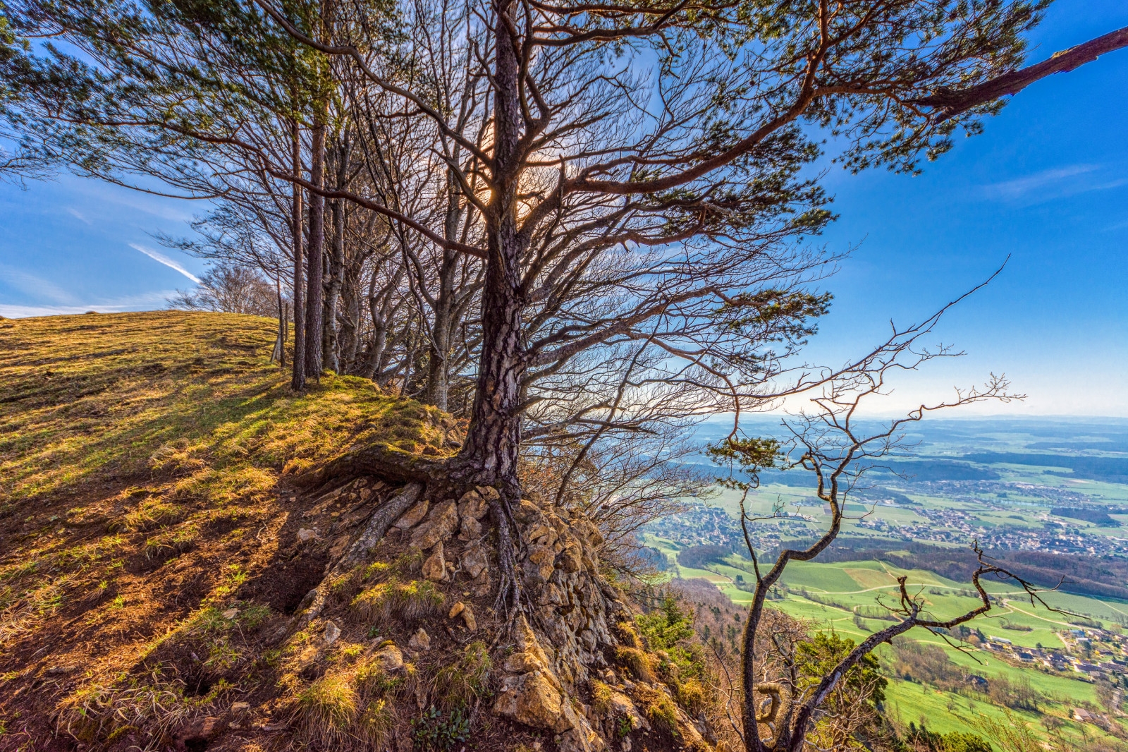 Wallpaper : nature, landscape, trees 2500x1667 - WallpaperManiac ...