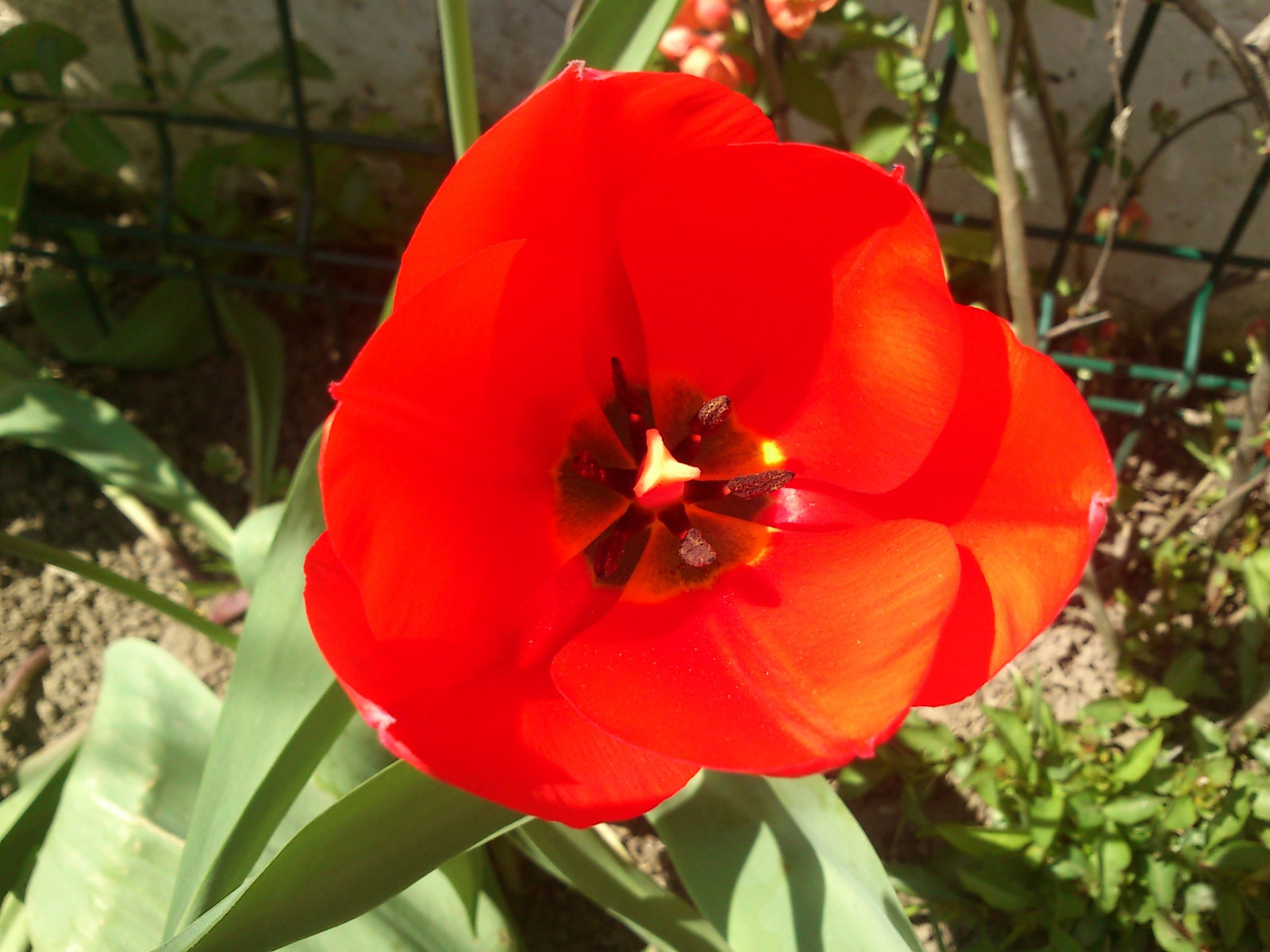 Wallpaper : nature, red flowers, flower, tulip, flora, petal, botany ...