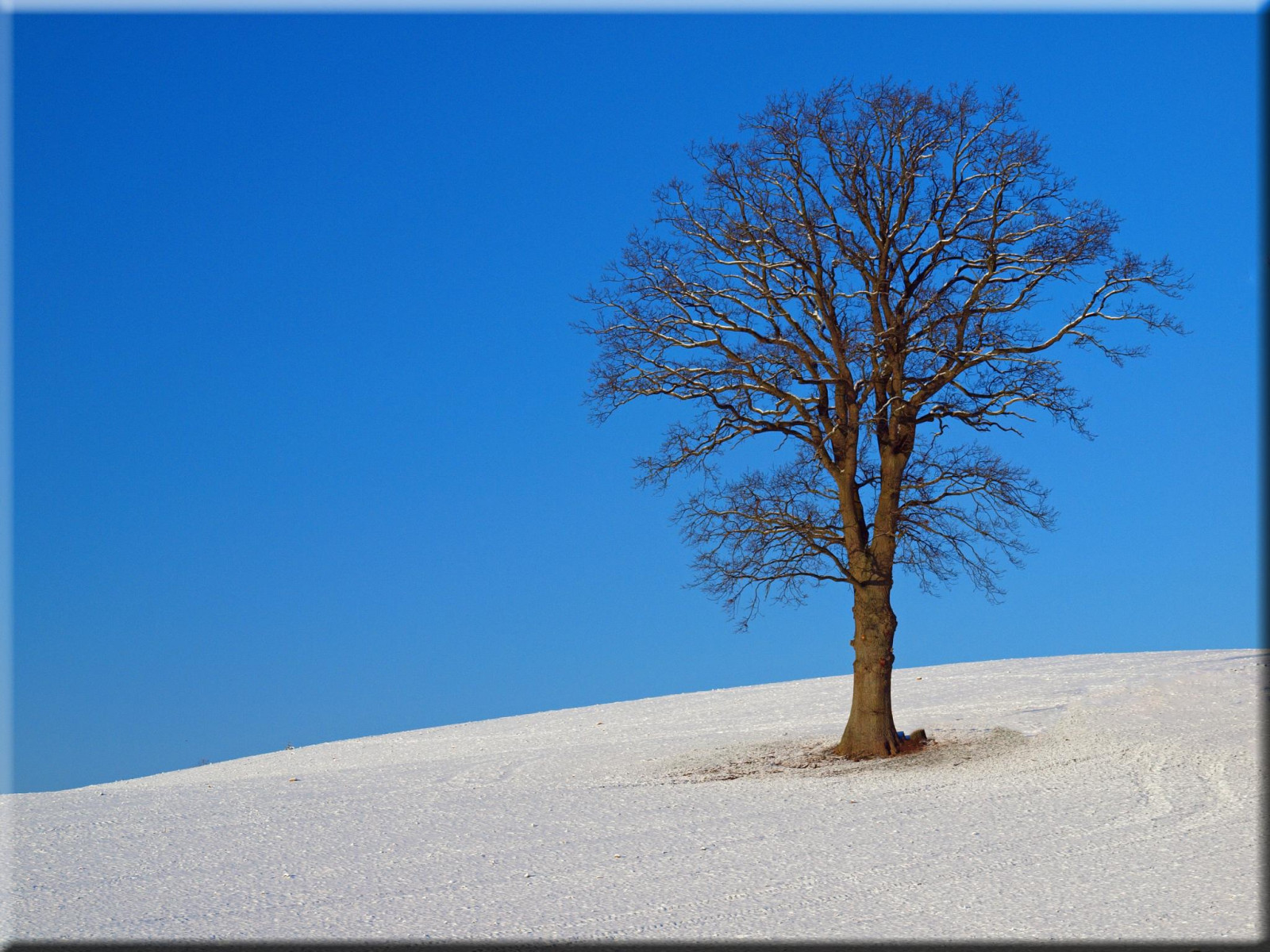 Wallpaper : sky, snow, winter, branch, blue, Olympus, tree, schnee ...