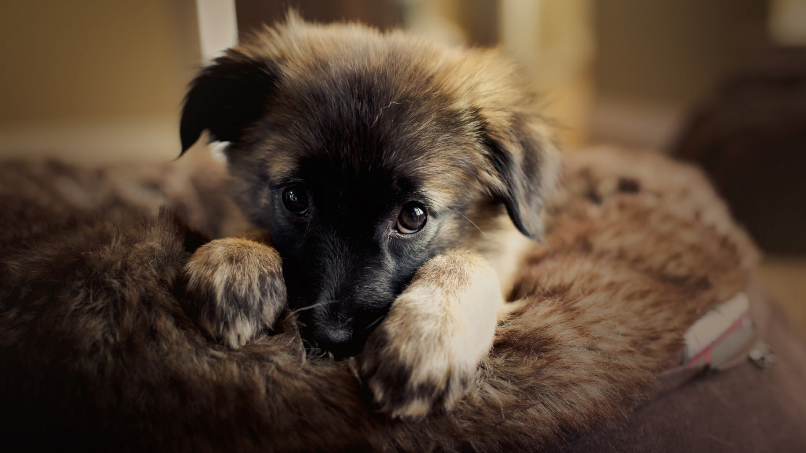 Wallpaper : anjing, hewan 1920x1080 - splash27 - 1767639 - HD ...