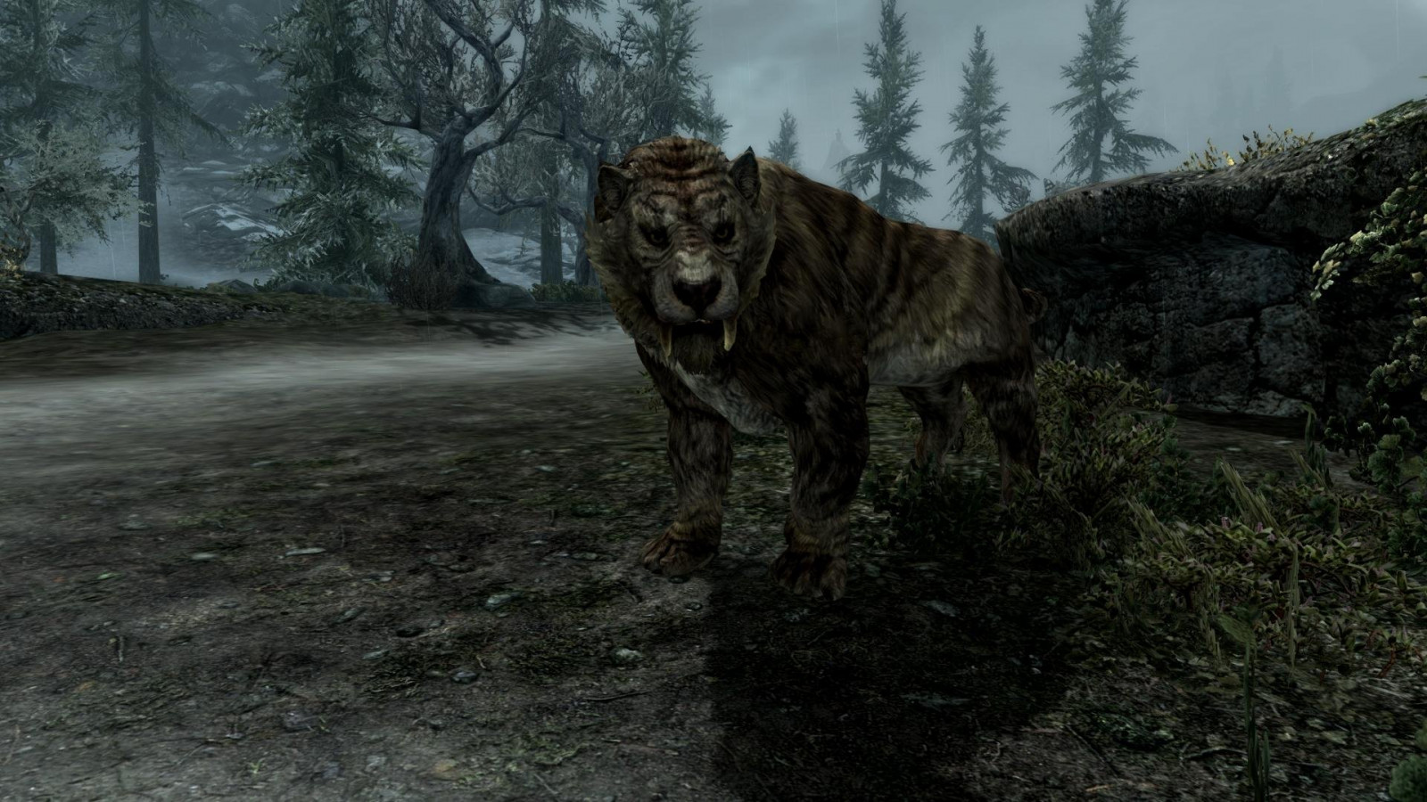 Wallpaper : 1920x1080 px, cat, elder, sabre, scrolls, skyrim, the ...