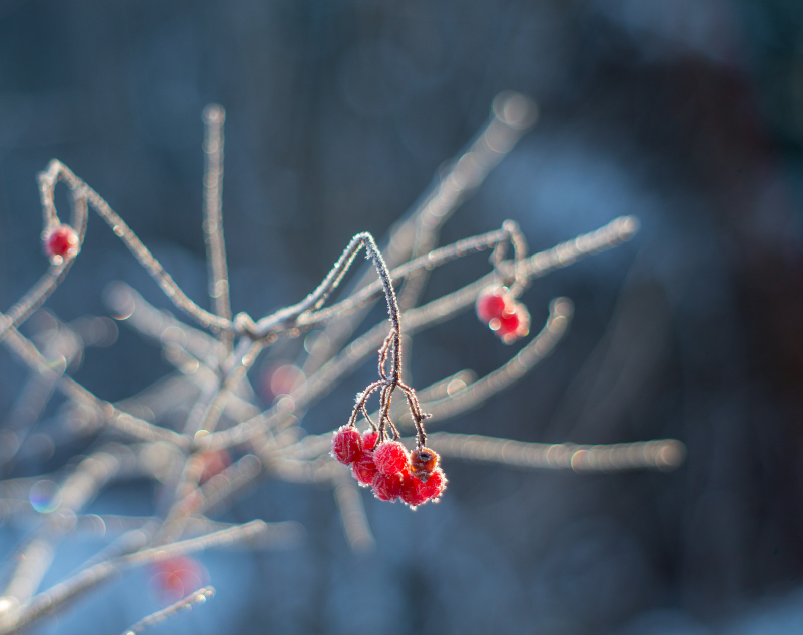 Fondos de pantalla : invierno, rojo, frío, naturaleza, bosque, bayas ...