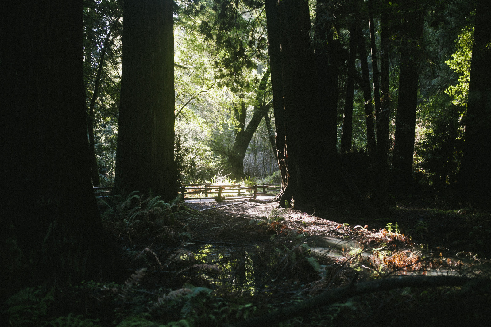 Wallpaper : Canon, 5d, mark, ii, 35MM, 14, golden, hour, muir, woods ...