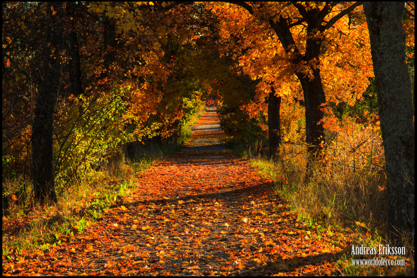 Wallpaper : sunlight, forest, nature, reflection, morning, Canon, tree ...