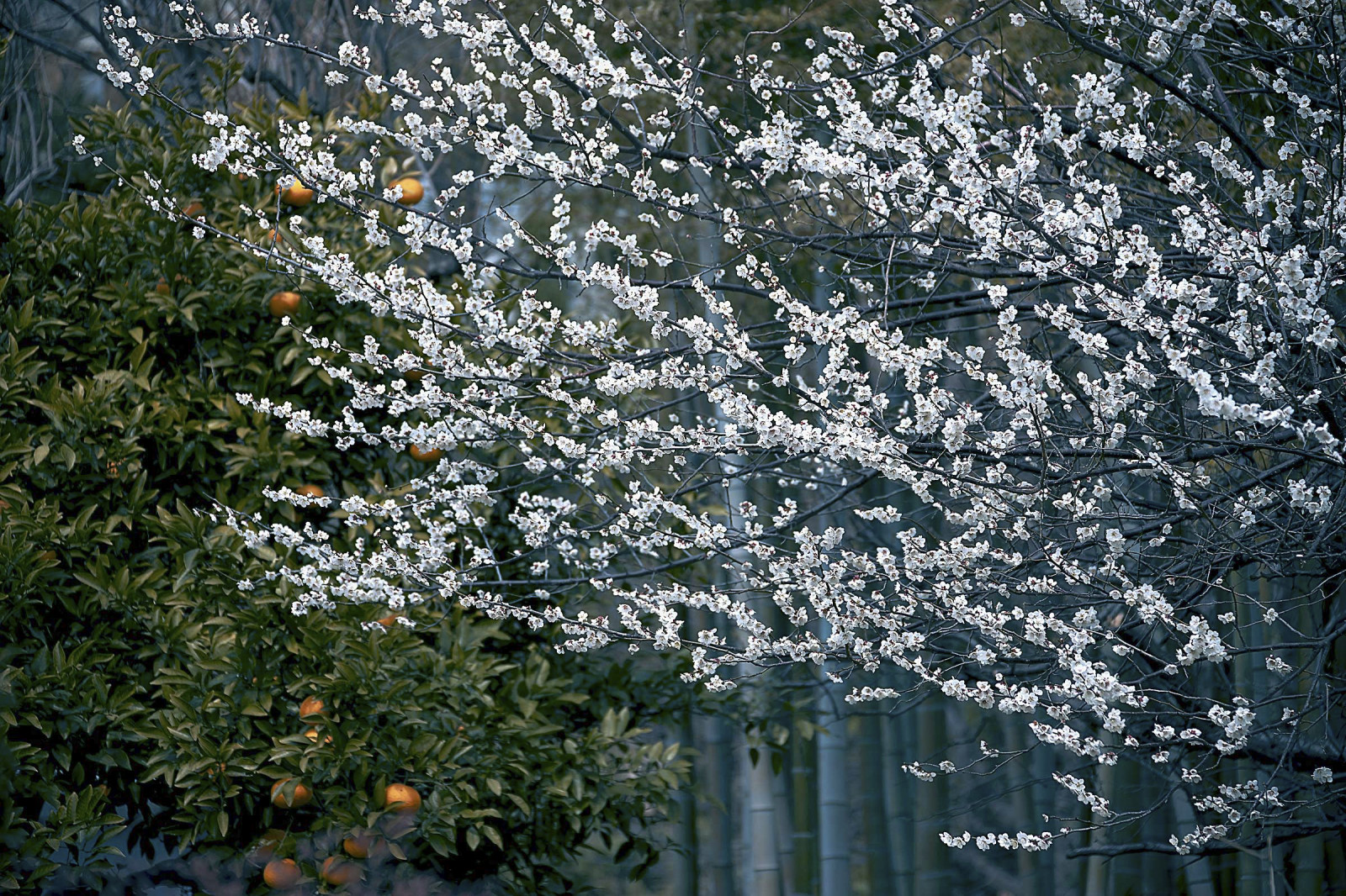 Wallpaper : orange, white, flower, tree, Japan, spring, plum, bamboo ...