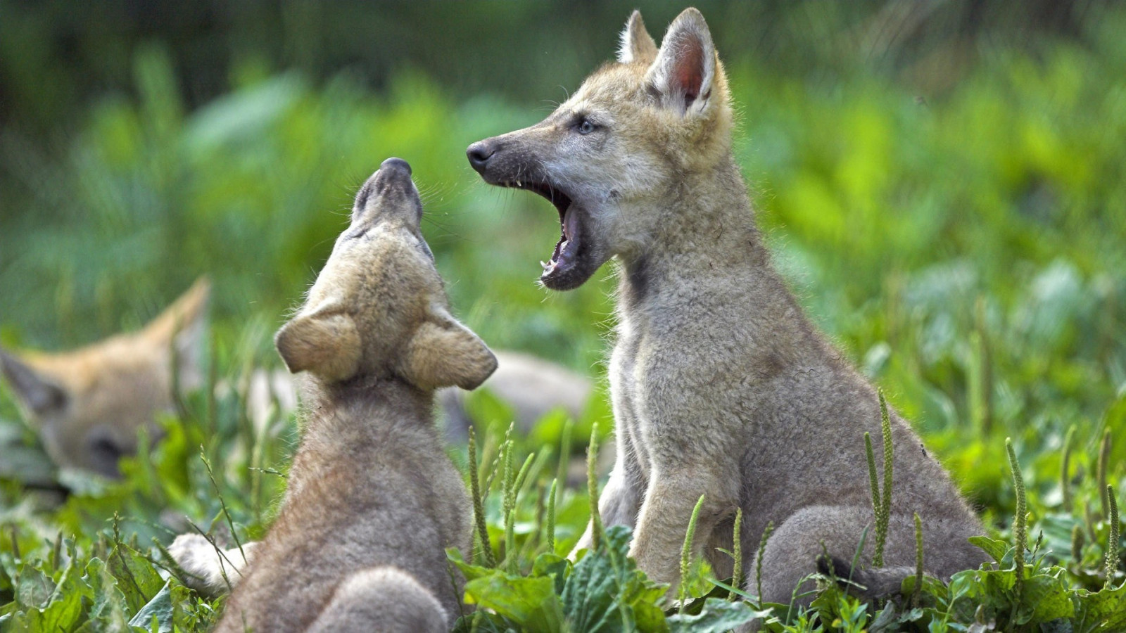 Wallpaper : nature, field, wildlife, baby animals, yawning, Grey Fox ...