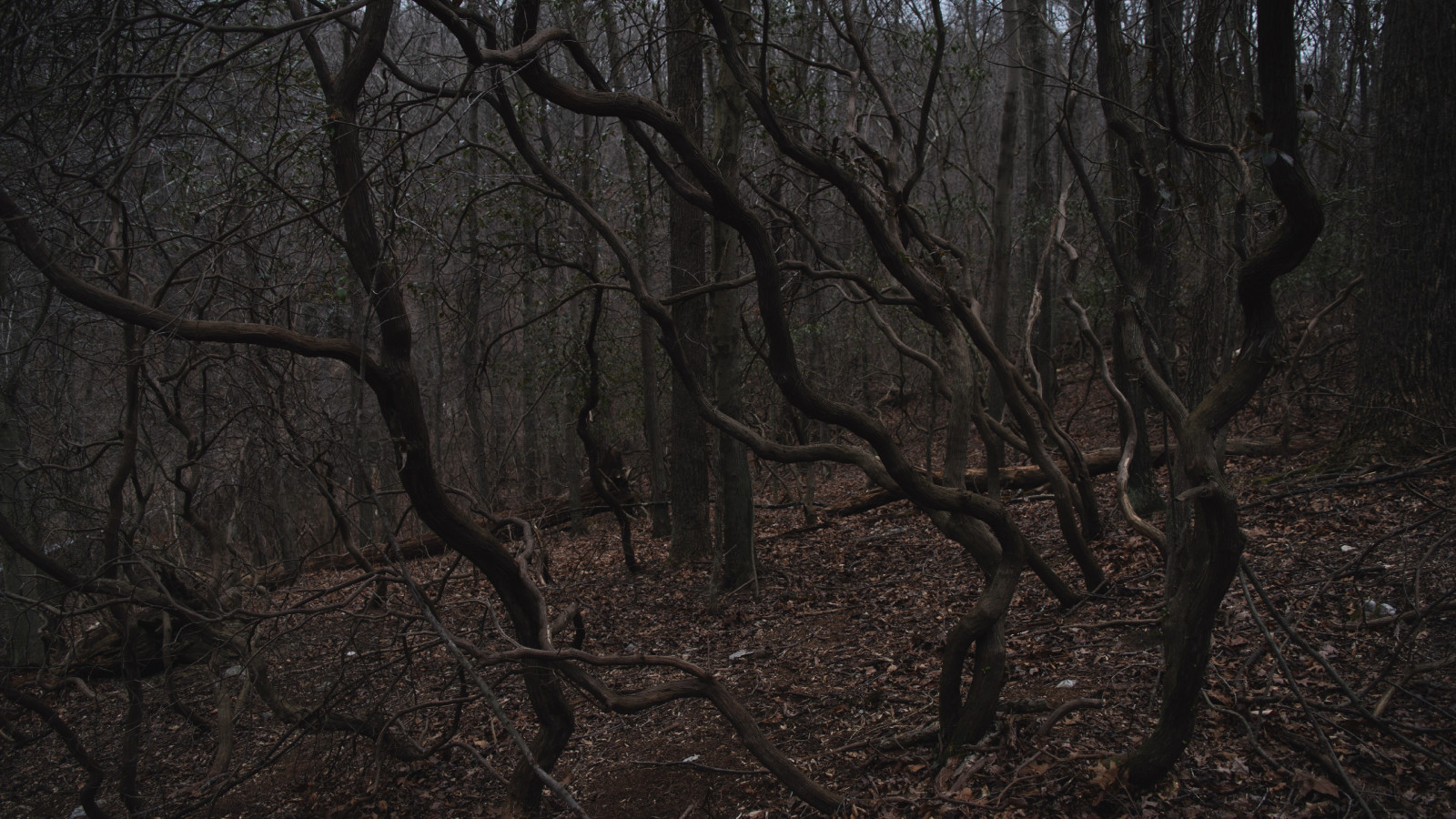 Imagini de fundal : copaci, pădure, natură, iarnă, ramură, pustie ...