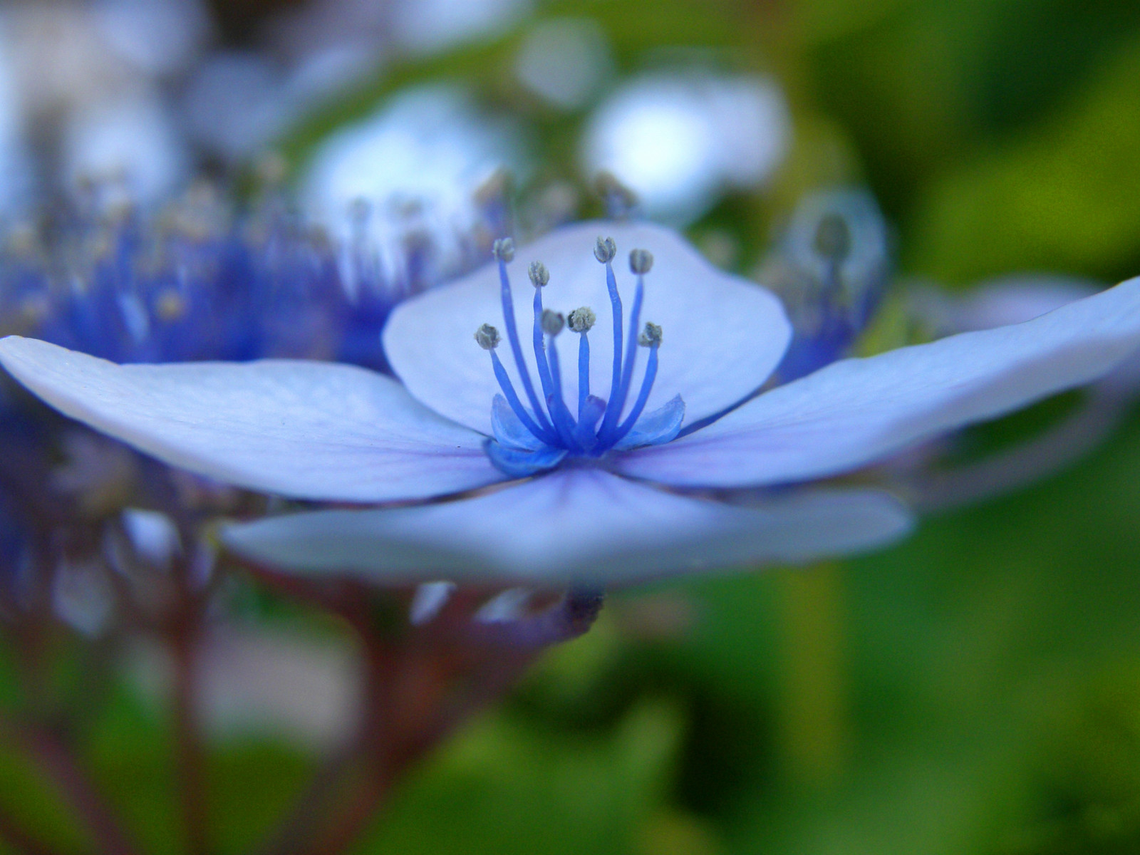 Wallpaper : biru, musim panas, makro, alam, bokeh, semacam bunga ...
