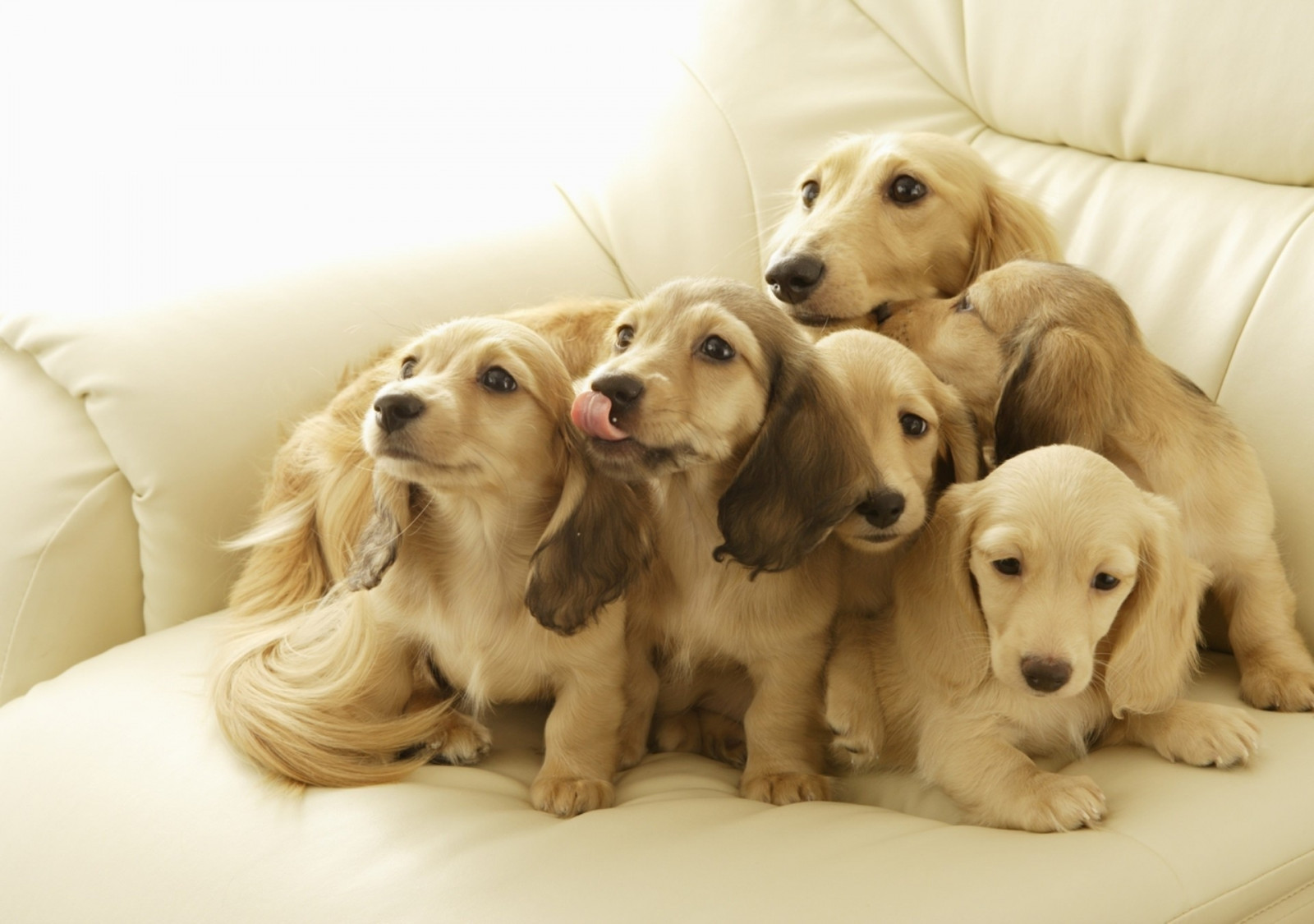 Wallpaper : anak anjing, moncong, turun, banyak 1920x1350 - 4kWallpaper ...