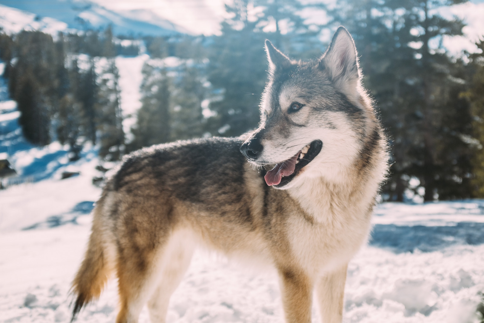 Bakgrundsbilder : Varg, rovdjur, vinter- 4519x3013 - wallup - 1186030 ...