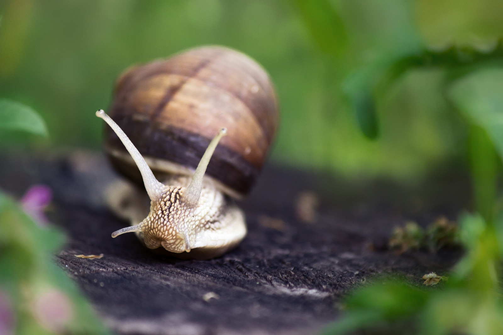 Baggrunde : natur, makro, Canon, forår, snegl, April, Rebel, 2014, dyr ...