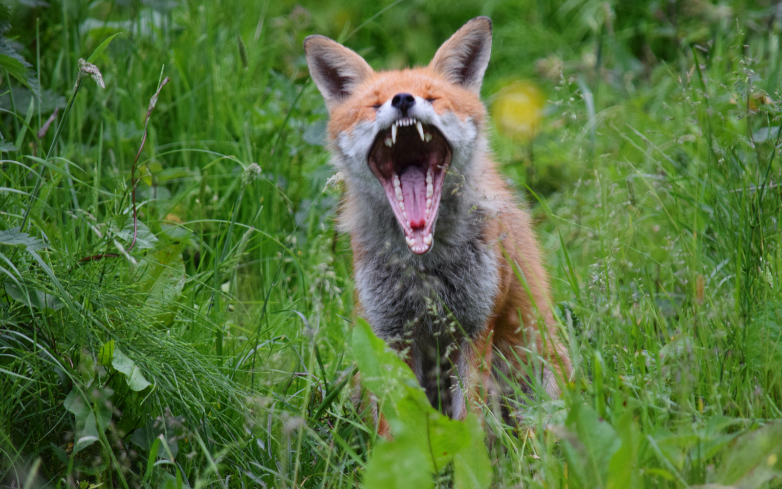 Baggrunde : Ræv, dyreliv, rød ræv, pattedyr, fauna, græs, kitræv ...