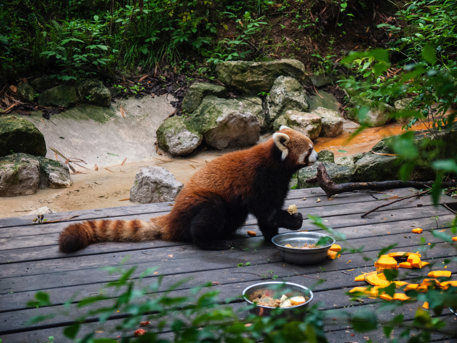 배경 화면 : fire panda, 동물원, 식품 4000x3000 - CoolWallpapers - 1187160 - 배경 ...