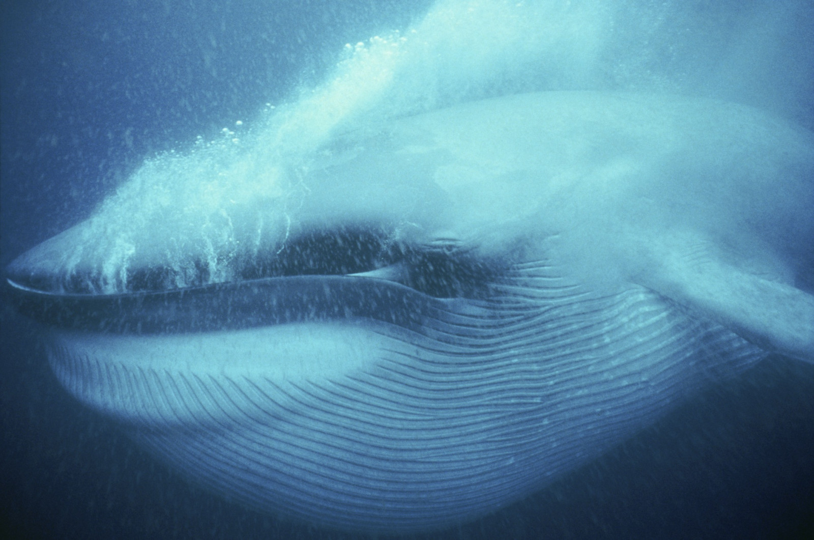 Wallpaper : hewan, ikan paus, laut, bawah air 1886x1251 - reeoh ...