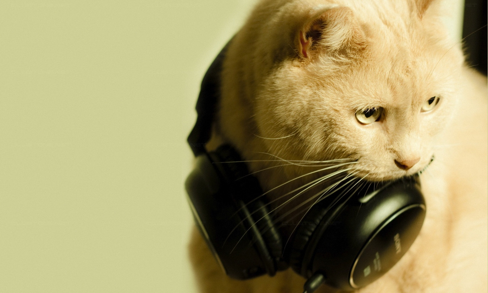 Wallpaper : cat, face, earphones, funky 2000x1200 - wallpaperUp ...