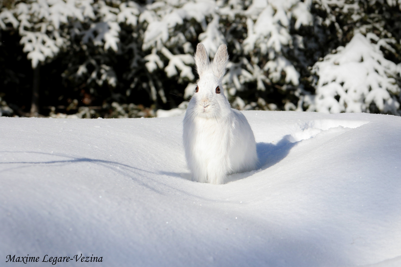 Wallpaper : winter, wild, snow, nature, animal, fauna, Canon, wildlife ...