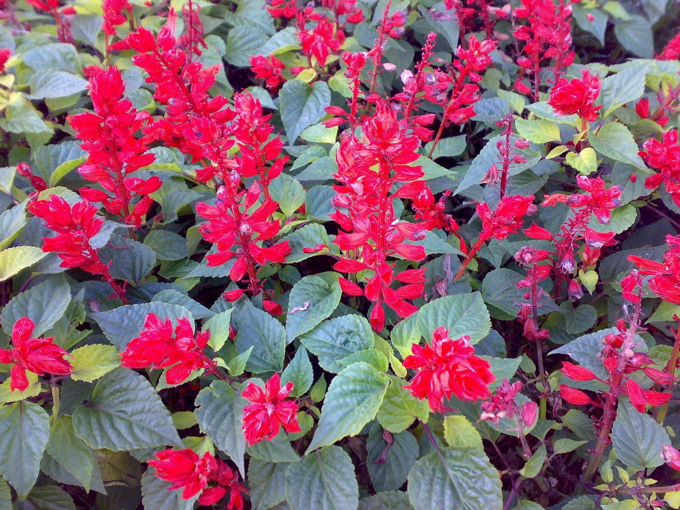 Red Green And Draping Flowers
