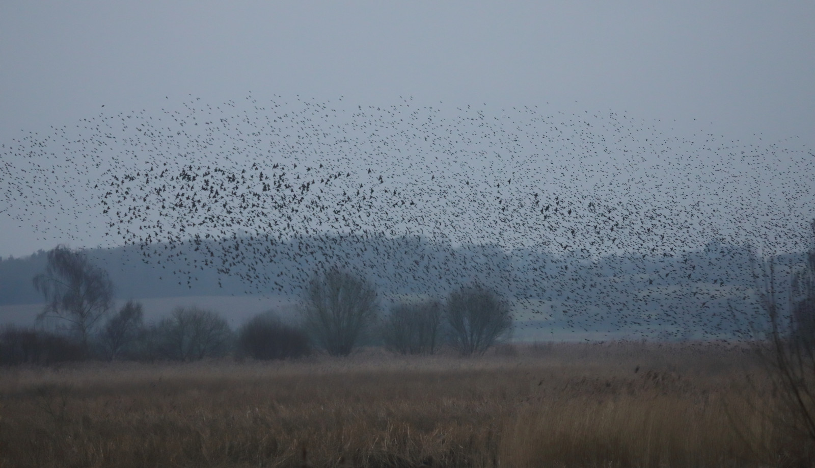 Wallpaper : starlings, murmuration, birds, evening, sky, roost, flock ...