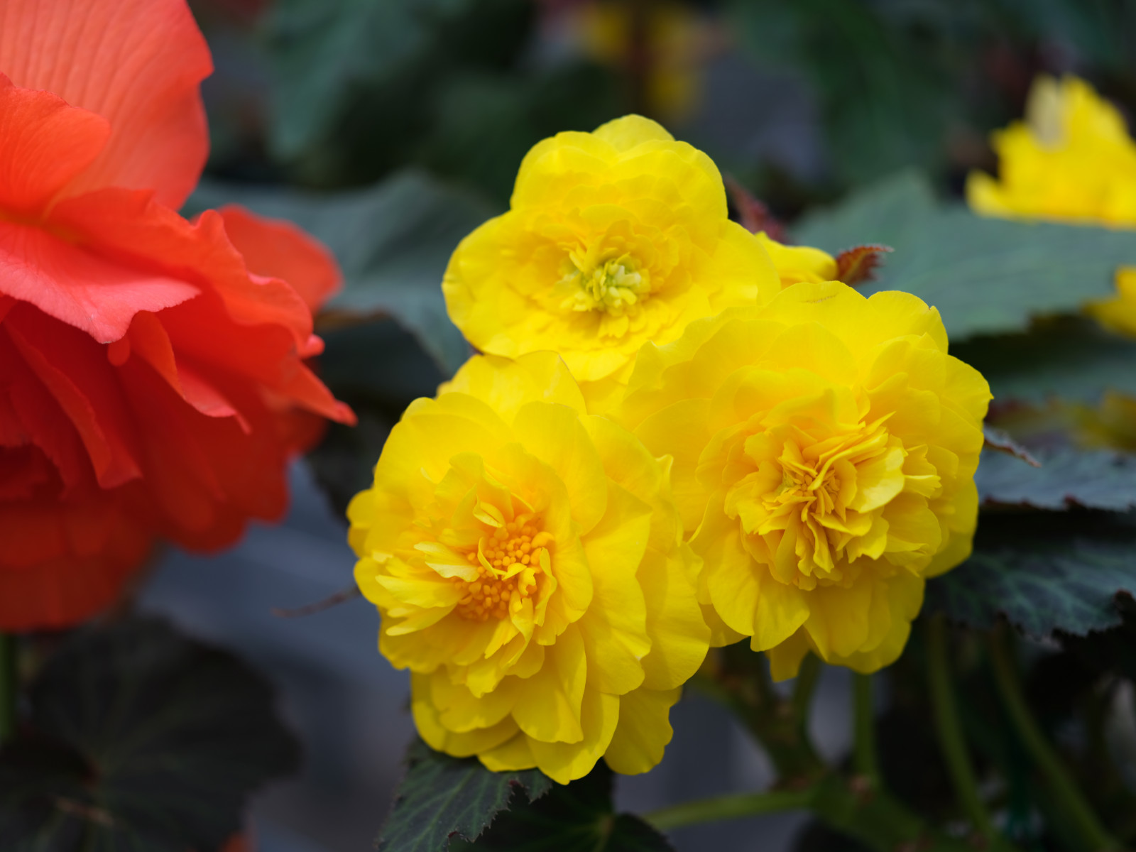 Wallpaper : Japan, yellow, blossom, Tokyo, fujifilm, Jp, flower, flora ...