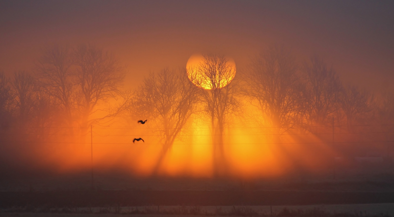 Obrázky na plochu : dopoludnia, november, slnko, hmla, vtáky, svitanie ...