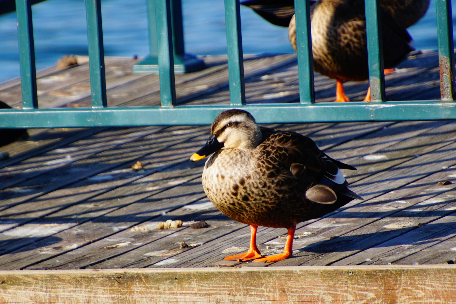 Wallpaper : birds, nature, animals, Chinese Spot billed Duck, duck ...
