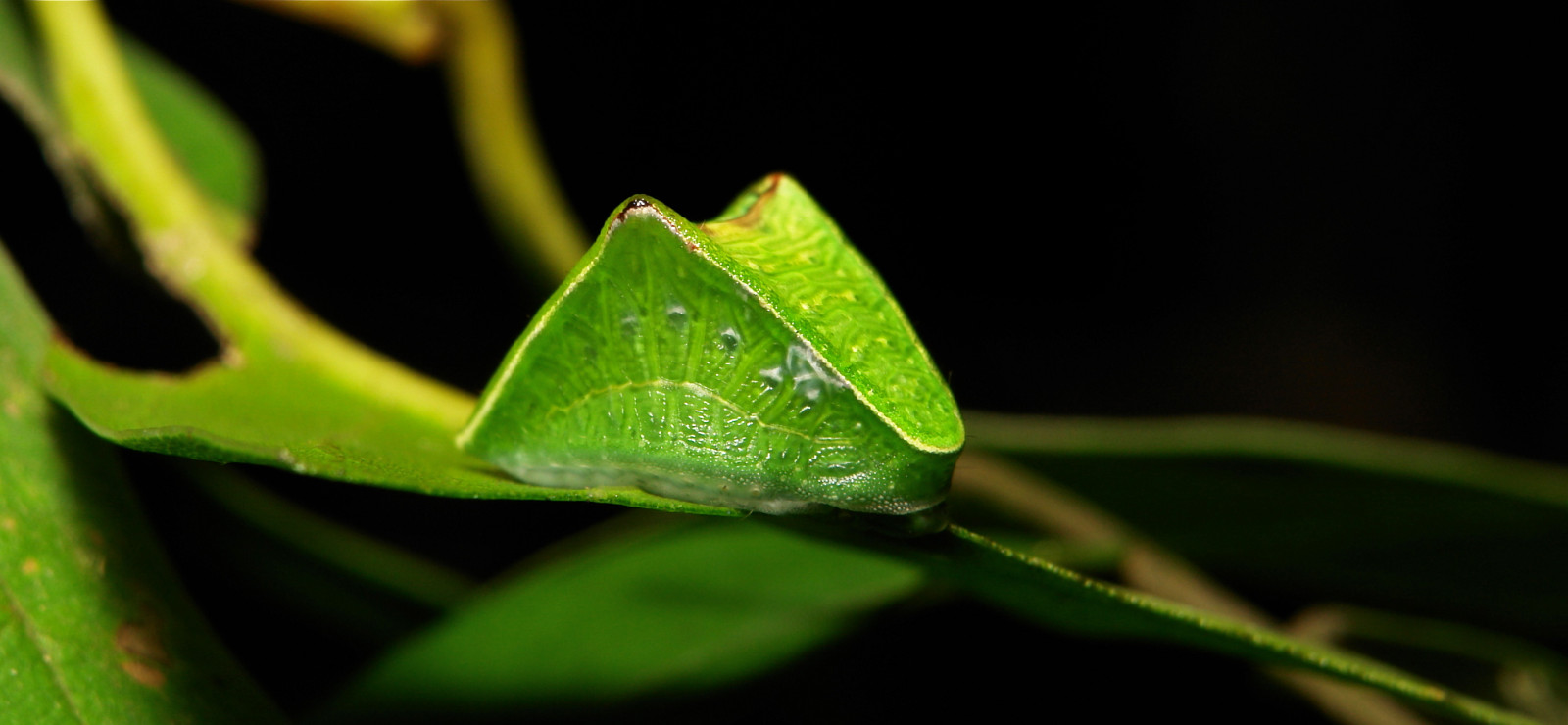 Wallpaper : black, China, water, insect, green, tank, cup, lepidoptera ...