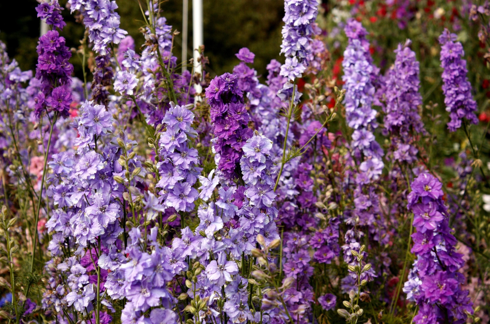 Wallpaper : delphinium, bunga-bunga, ungu, tinggi, padang rumput ...