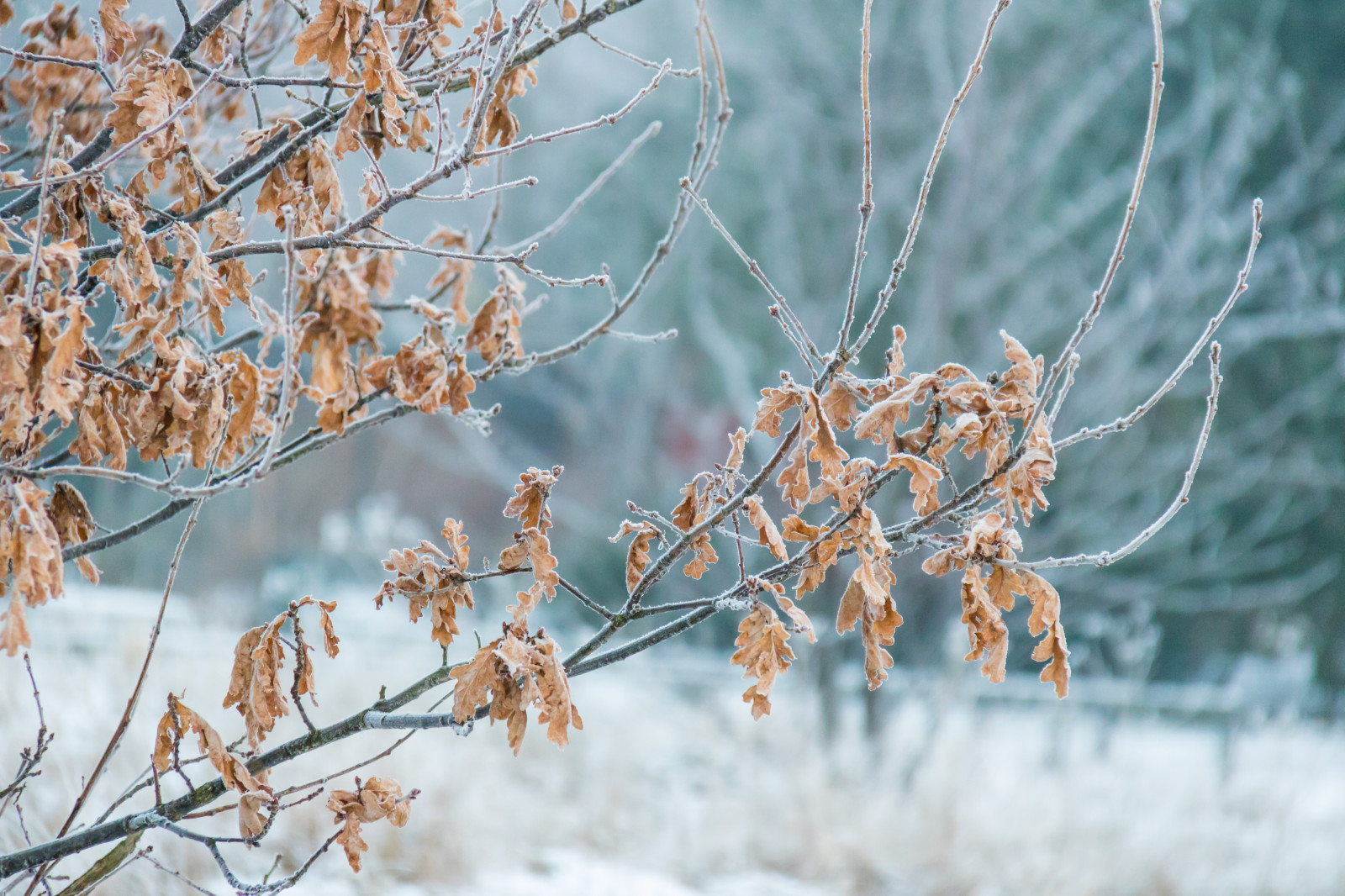 Taustakuvat : auringonvalo, luonto, lumi, talvi-, haara, jää, kylmä ...