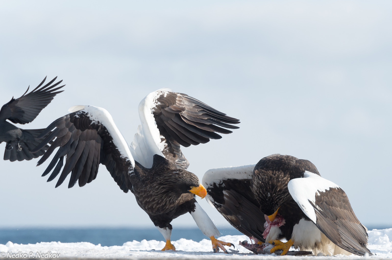 Baggrunde : ørn, næb, rovfugl, Hvidhovedet havørn, fauna, havfugle ...