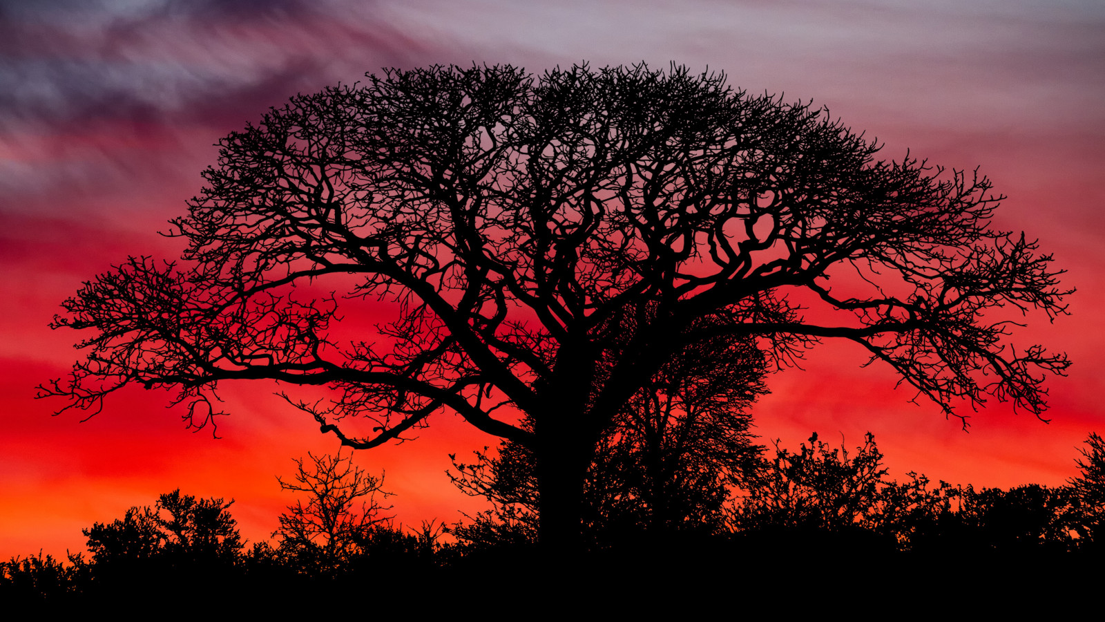 Wallpaper : silhouette, nature, clouds, sunset, trees 3840x2160 - Pc7 ...