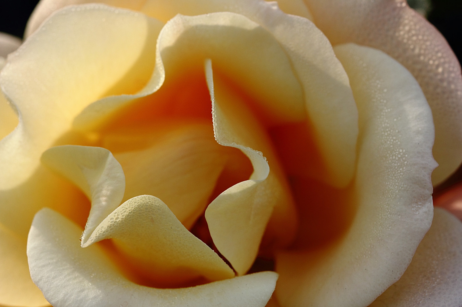 Fondos de pantalla : blanco, amarillo, Rosa, melocotón, flor, flora ...