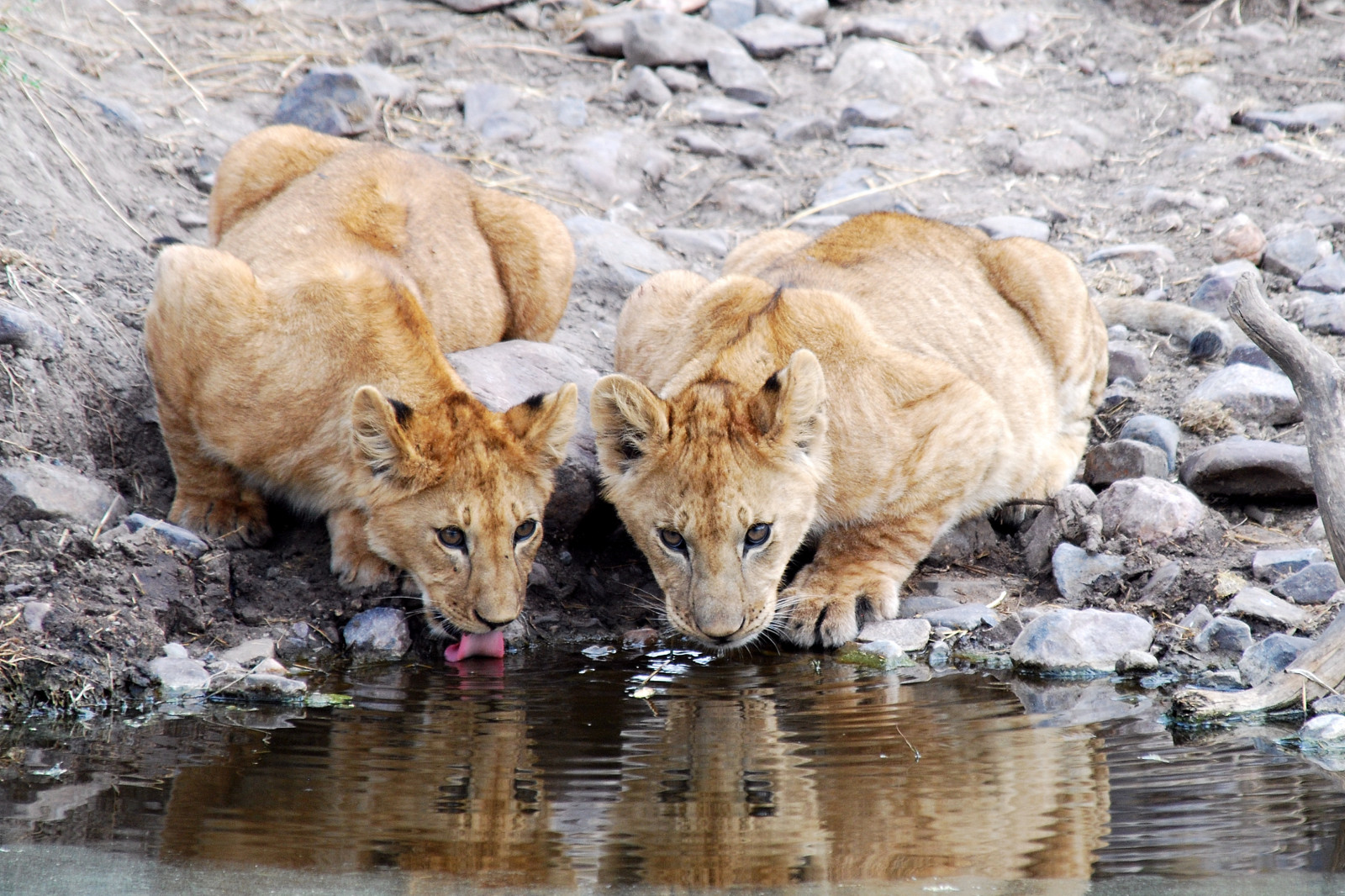 วอลเปเปอร์ : สิงโต, สัตว์ป่า, แอฟริกา, แมวใหญ่, สวนสัตว์, เครา ...