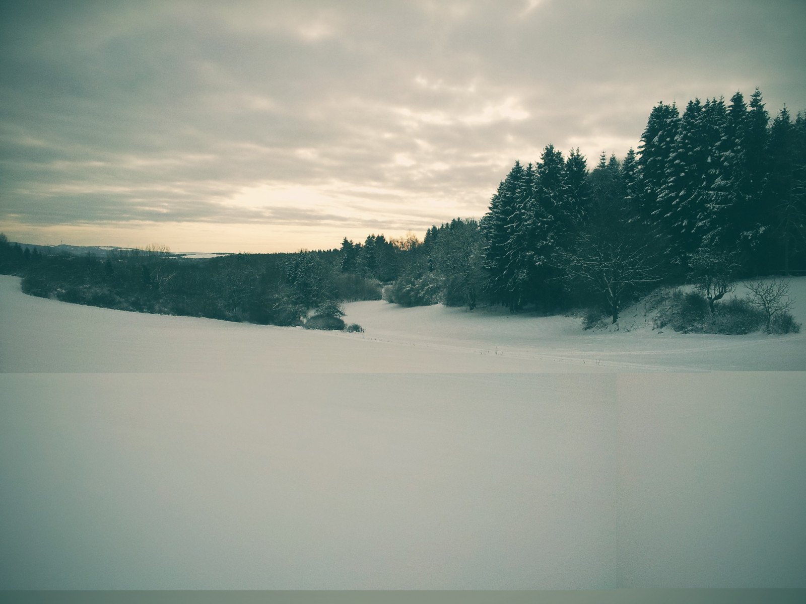Wallpaper : pine trees, white, snow covered, landscape, comfy, sad ...