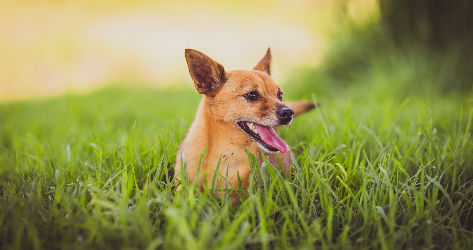 Wallpaper : grass, wildlife, meadow, fauna, lawn, vertebrate, dog like ...
