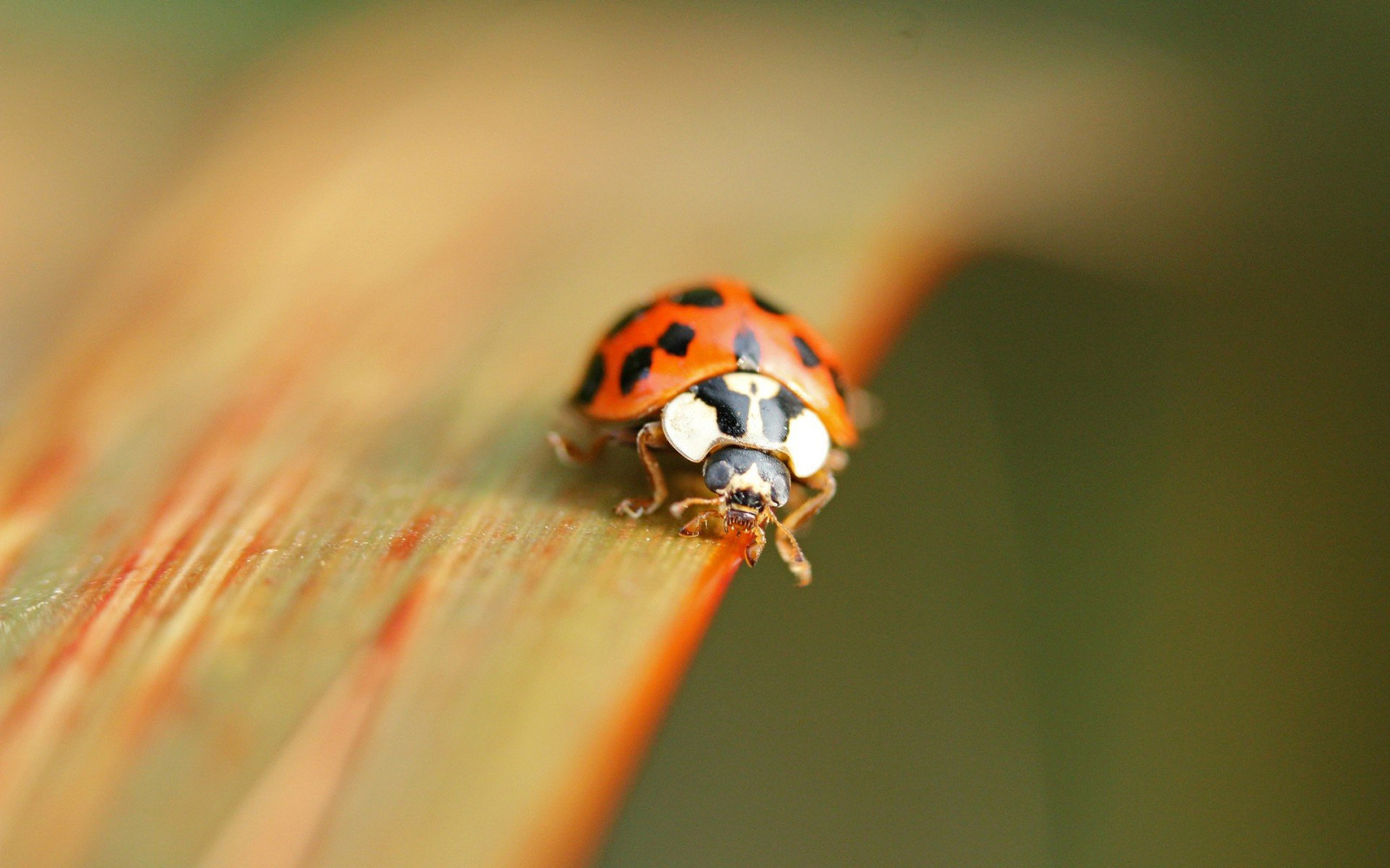 Bakgrundsbilder : 1920x1200 px, insekter, nyckelpigor, makro 1920x1200 ...